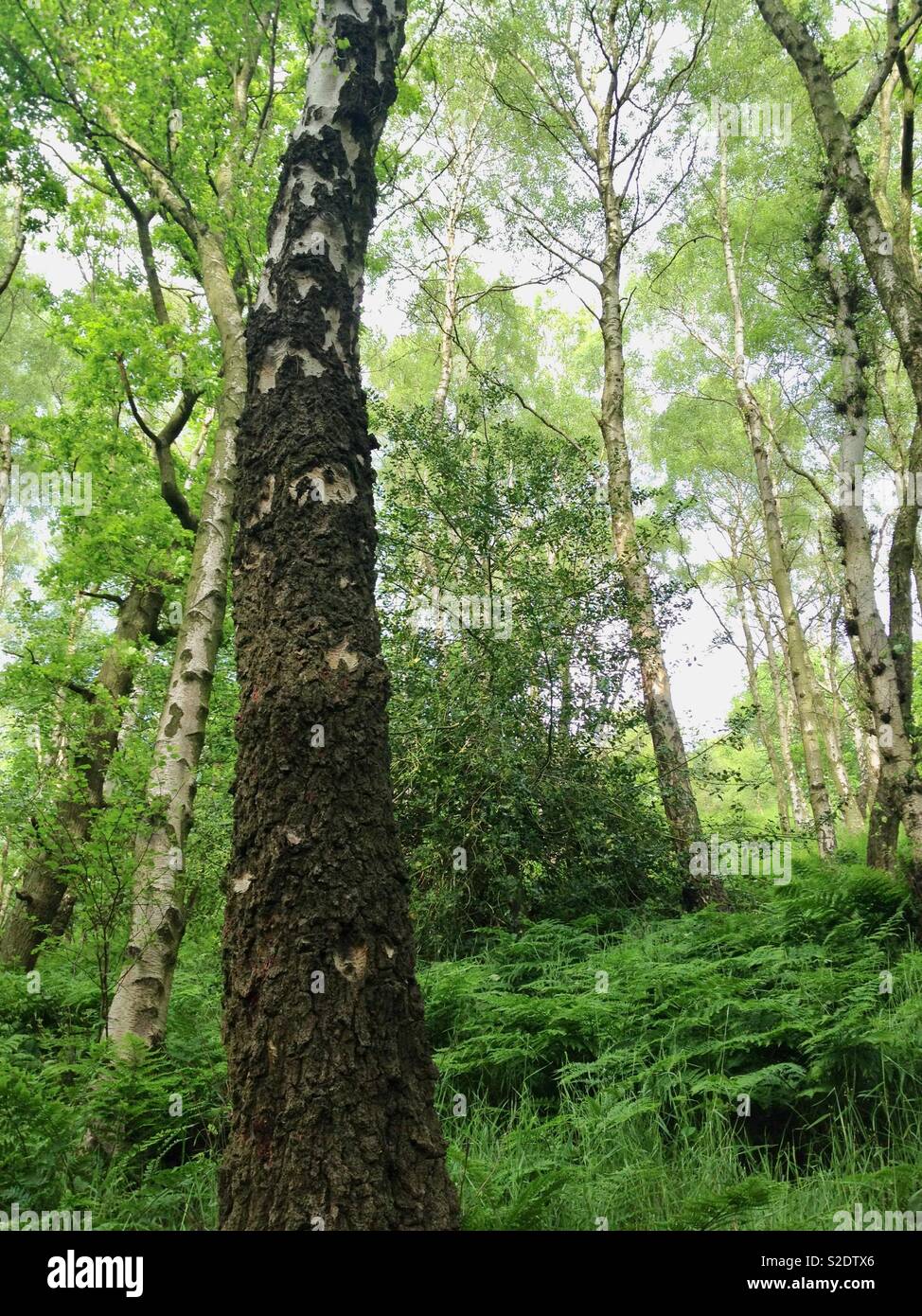 Dramatic trees in a forest Stock Photo - Alamy