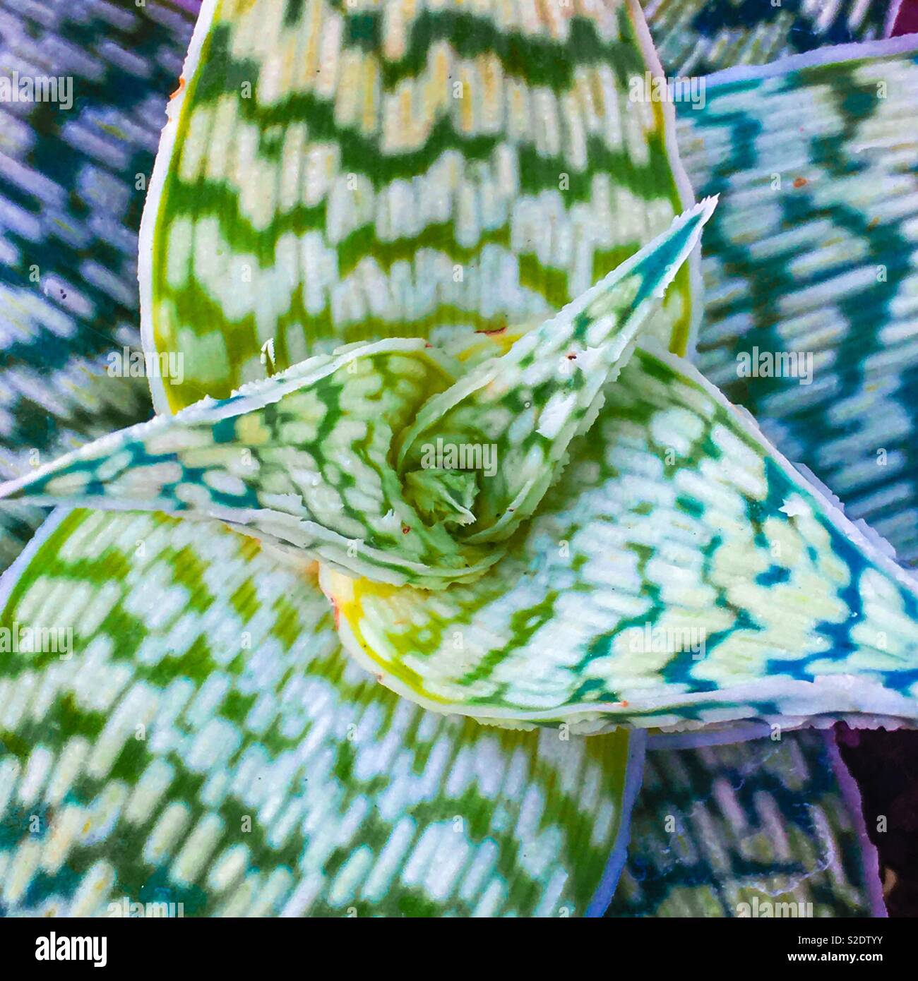 Fibonacci spiral plant hi-res stock photography and images - Alamy