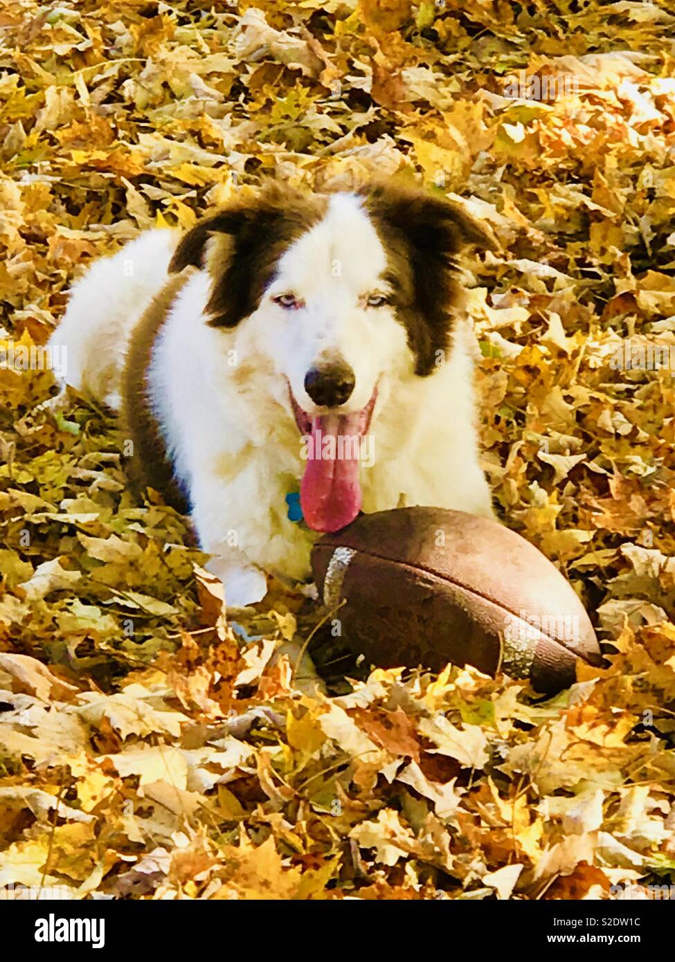 Dog fun football hi-res stock photography and images - Alamy