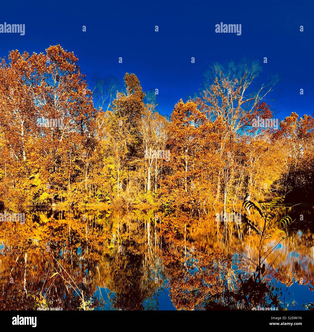 Golden colors High Resolution Stock Photography and Images - Alamy