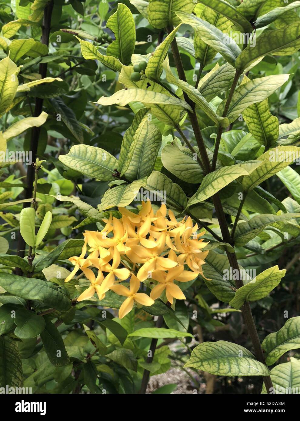 Yellow flower with leaves hi-res stock photography and images - Alamy
