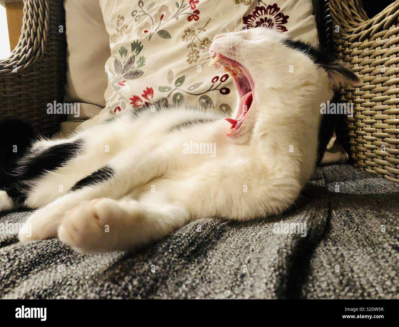 Cat yawning or squealing Stock Photo - Alamy