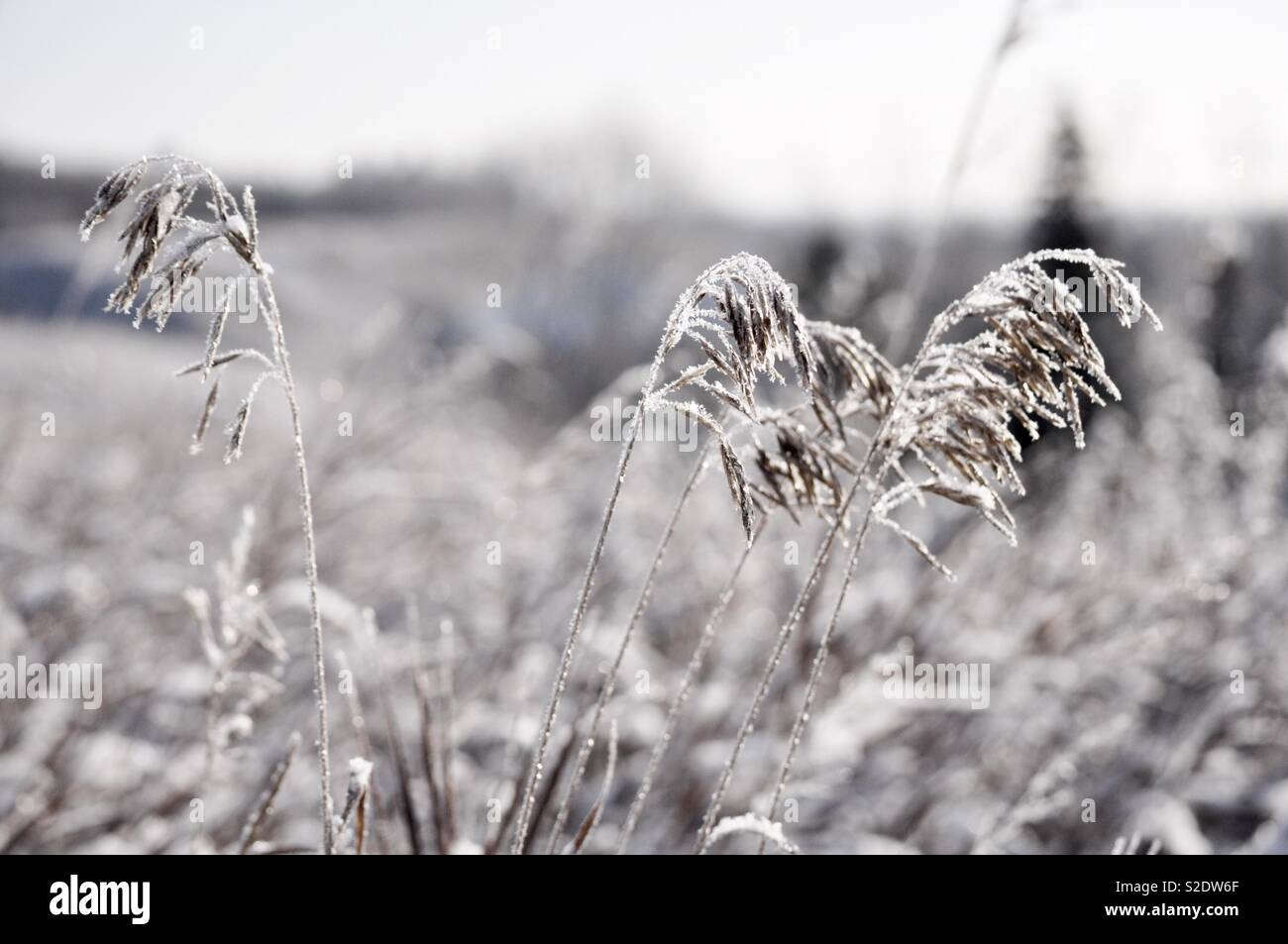 Grey frozen prairie grass Stock Photo - Alamy