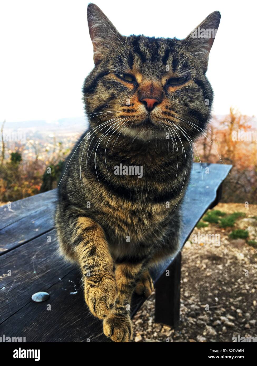 Cat and bench hi-res stock photography and images - Alamy