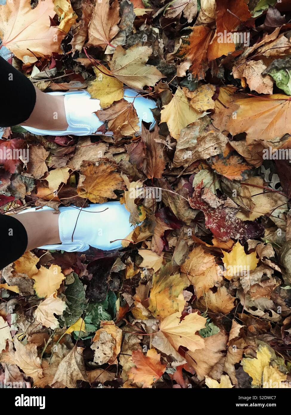 Crunch leaves hi-res stock photography and images - Alamy