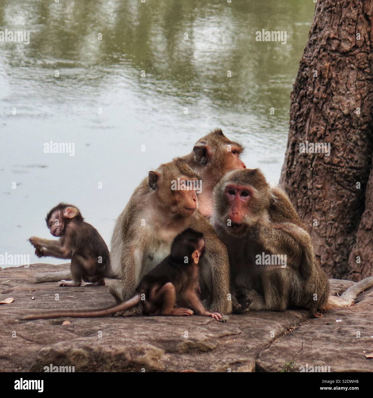 Asia family hi-res stock photography and images - Alamy