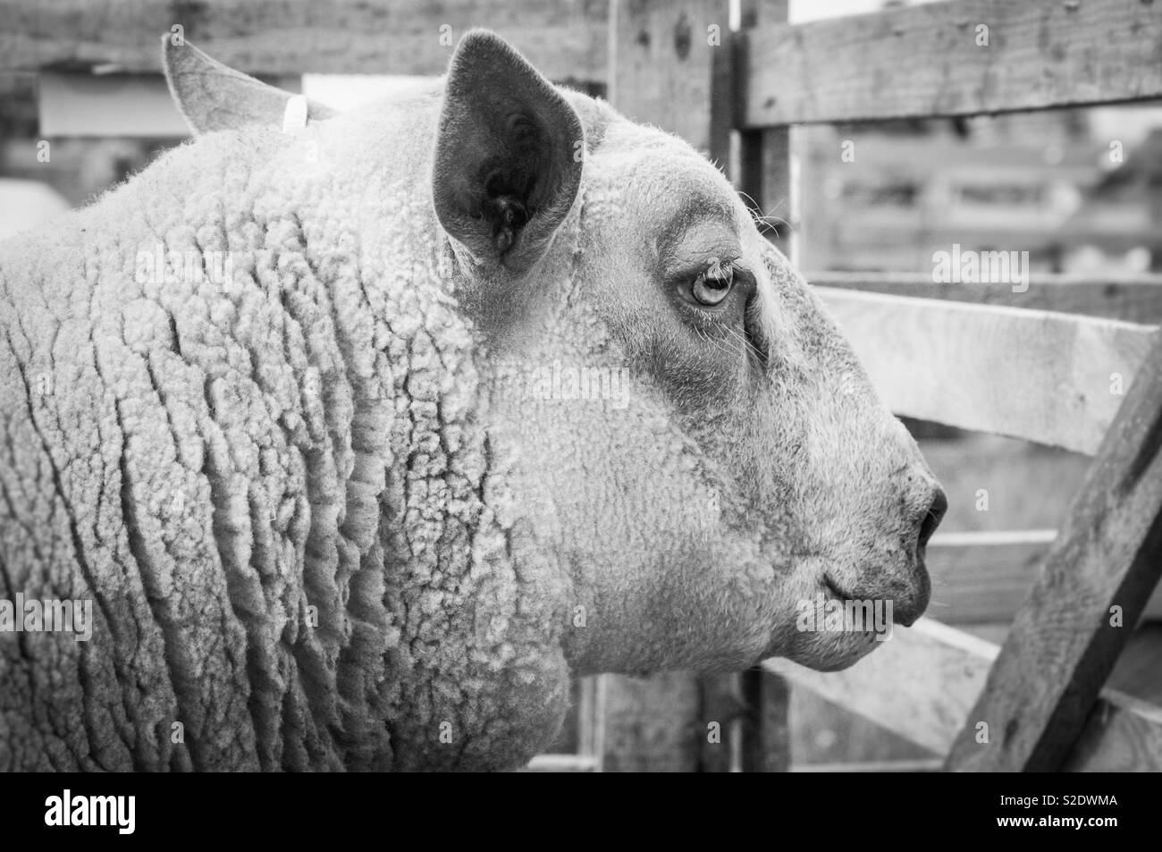 Prize animal in summer show Stock Photo - Alamy