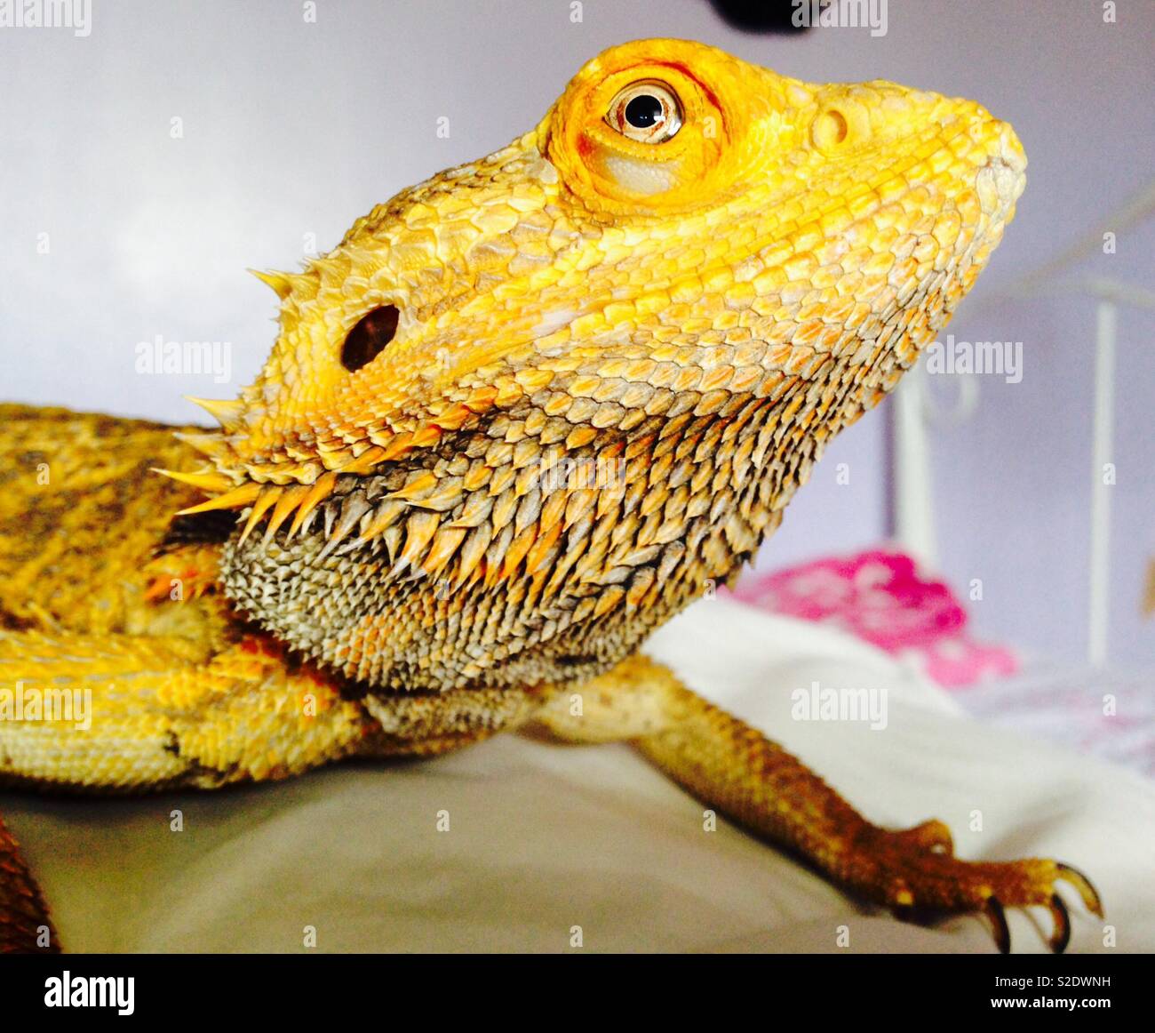 Bearded dragon close up hi-res stock photography and images - Alamy