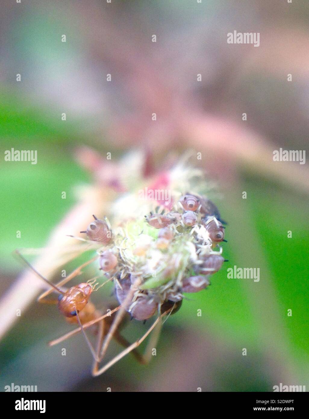 Borneo Ant High Resolution Stock Photography and Images - Alamy