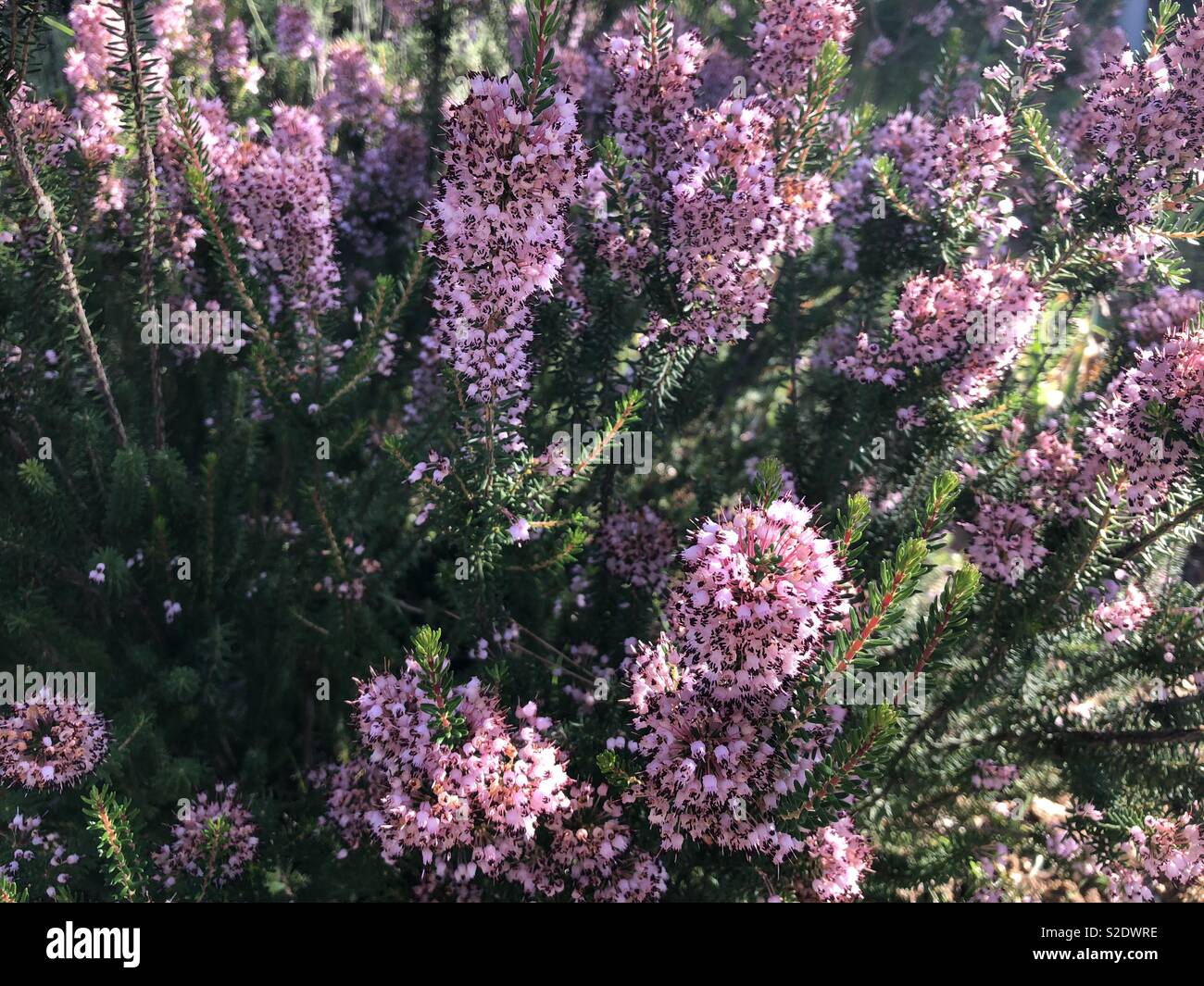 Heather plant with pink flowers Stock Photo - Alamy