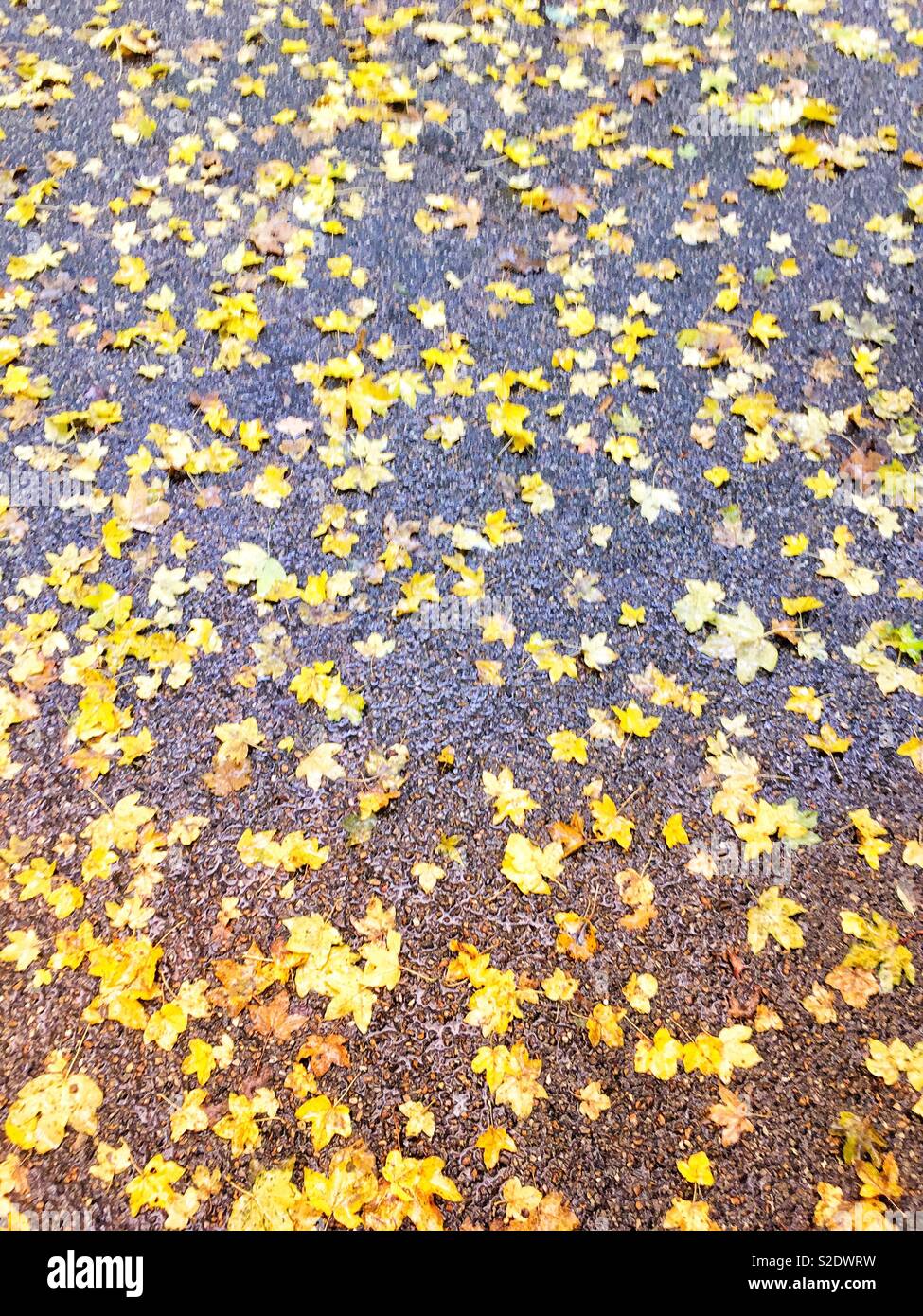 Leaves on path hi-res stock photography and images - Alamy