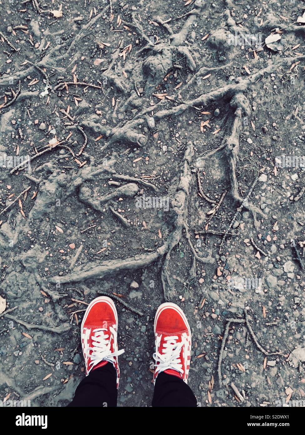 Tree roots on a path Stock Photo - Alamy
