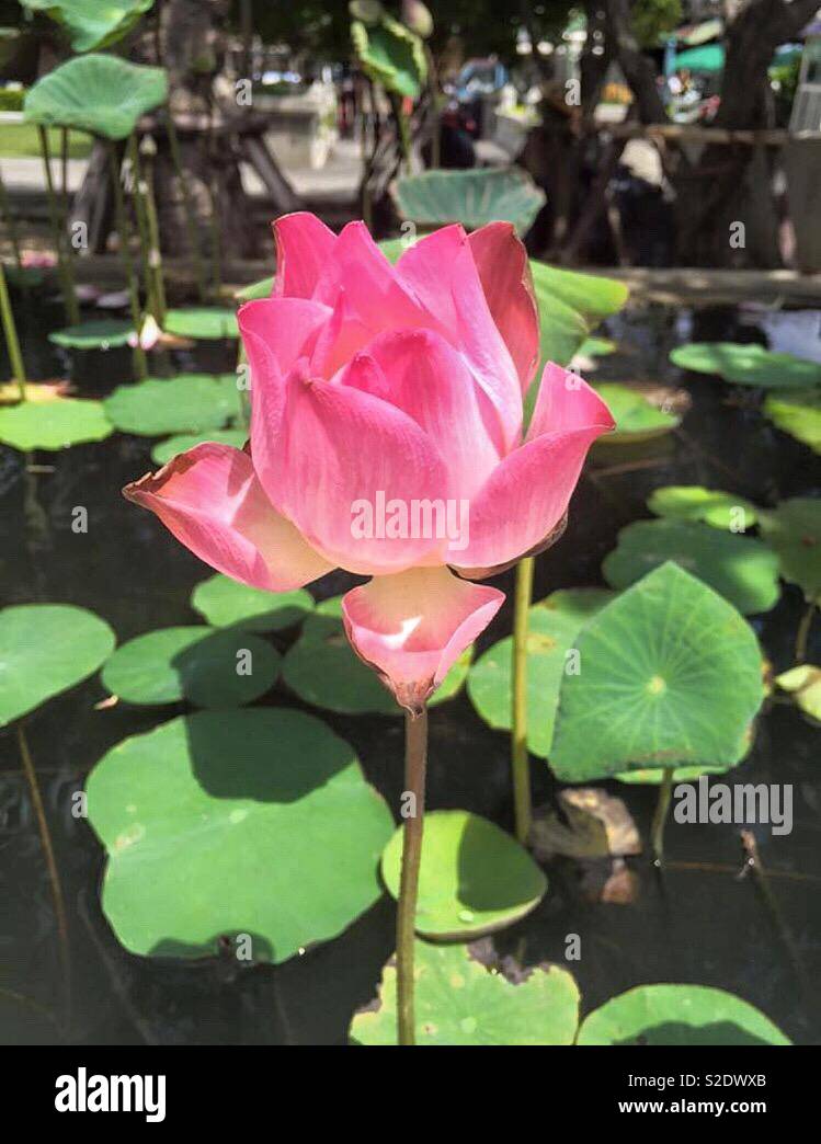 Pink Pedals High Resolution Stock Photography and Images - Alamy