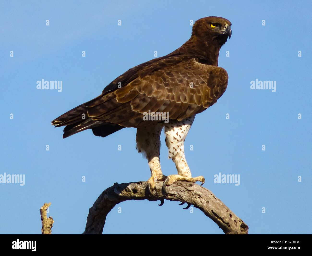 Timbavati bird hi-res stock photography and images - Alamy