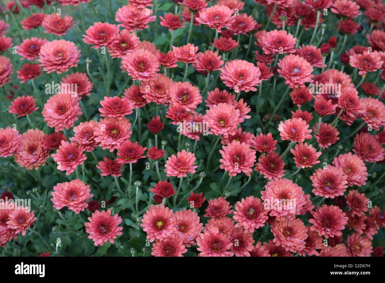 November flowers hi-res stock photography and images - Alamy