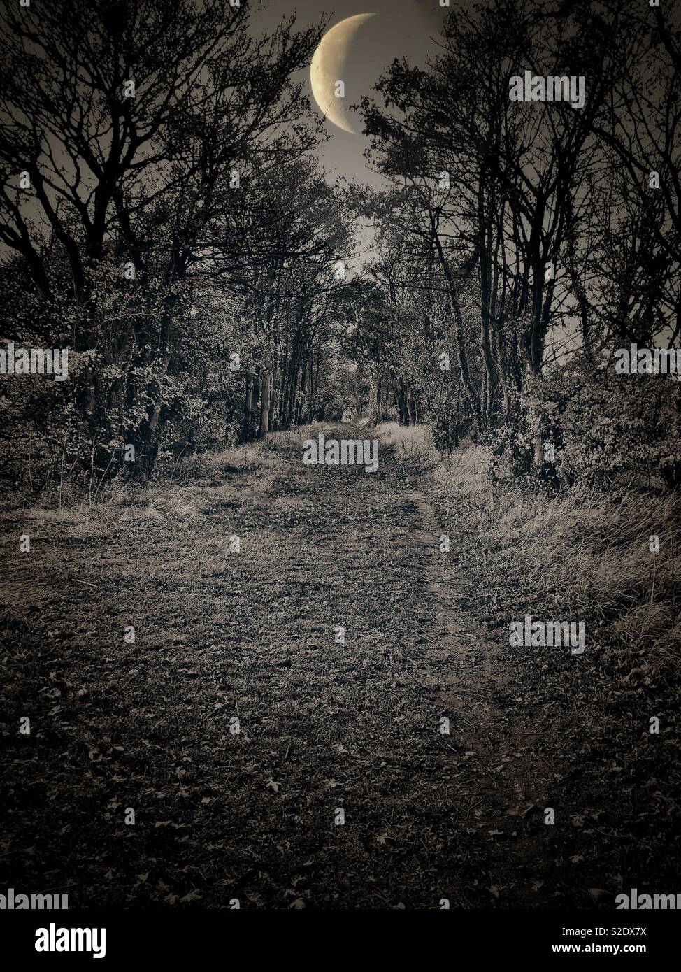 Spooky tree lined lane with crescent moon Stock Photo - Alamy