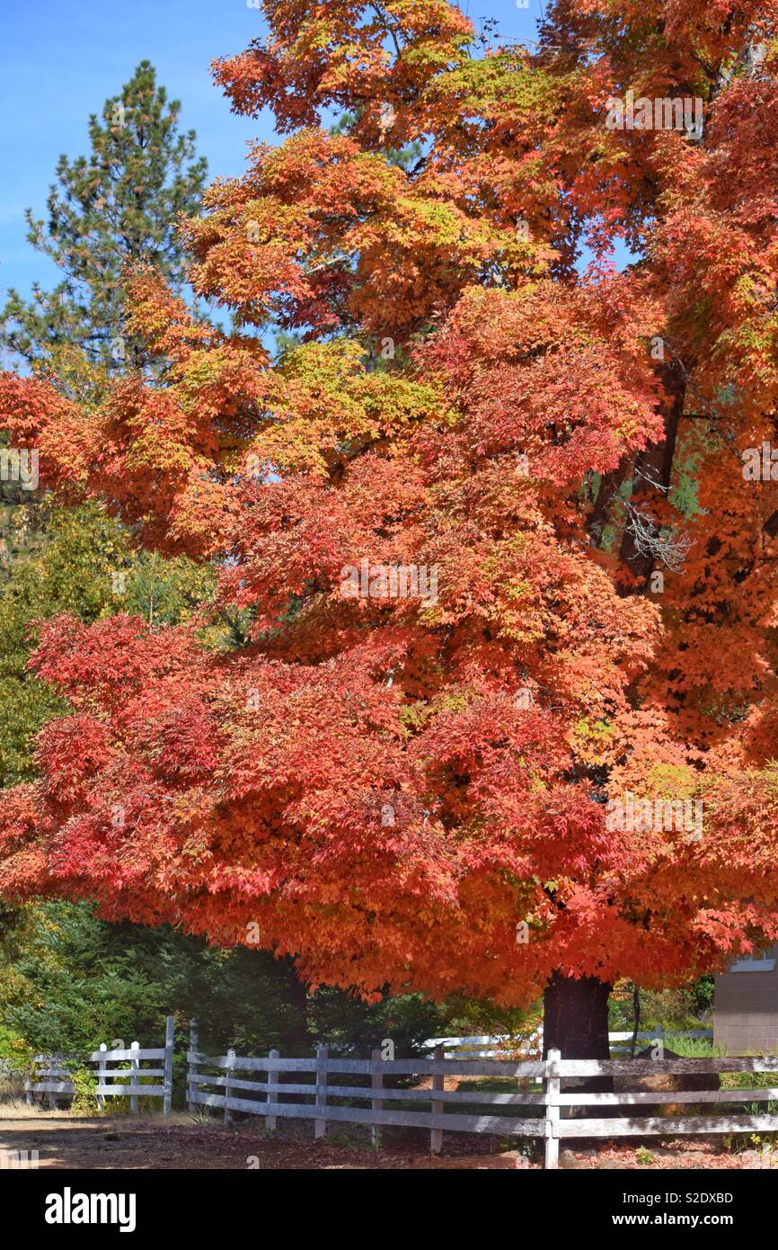 A tall maple tree with spectacular autumn leaves sits on a country road ...