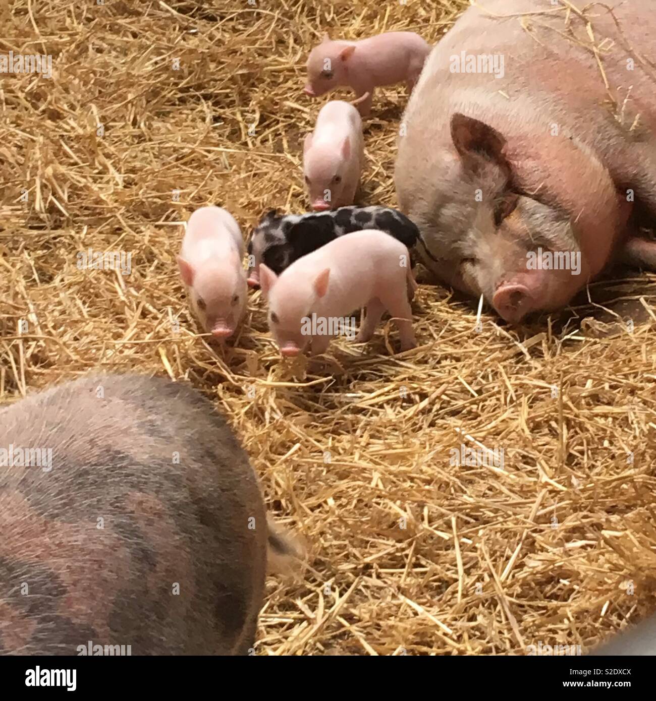 Pig family hi-res stock photography and images - Alamy