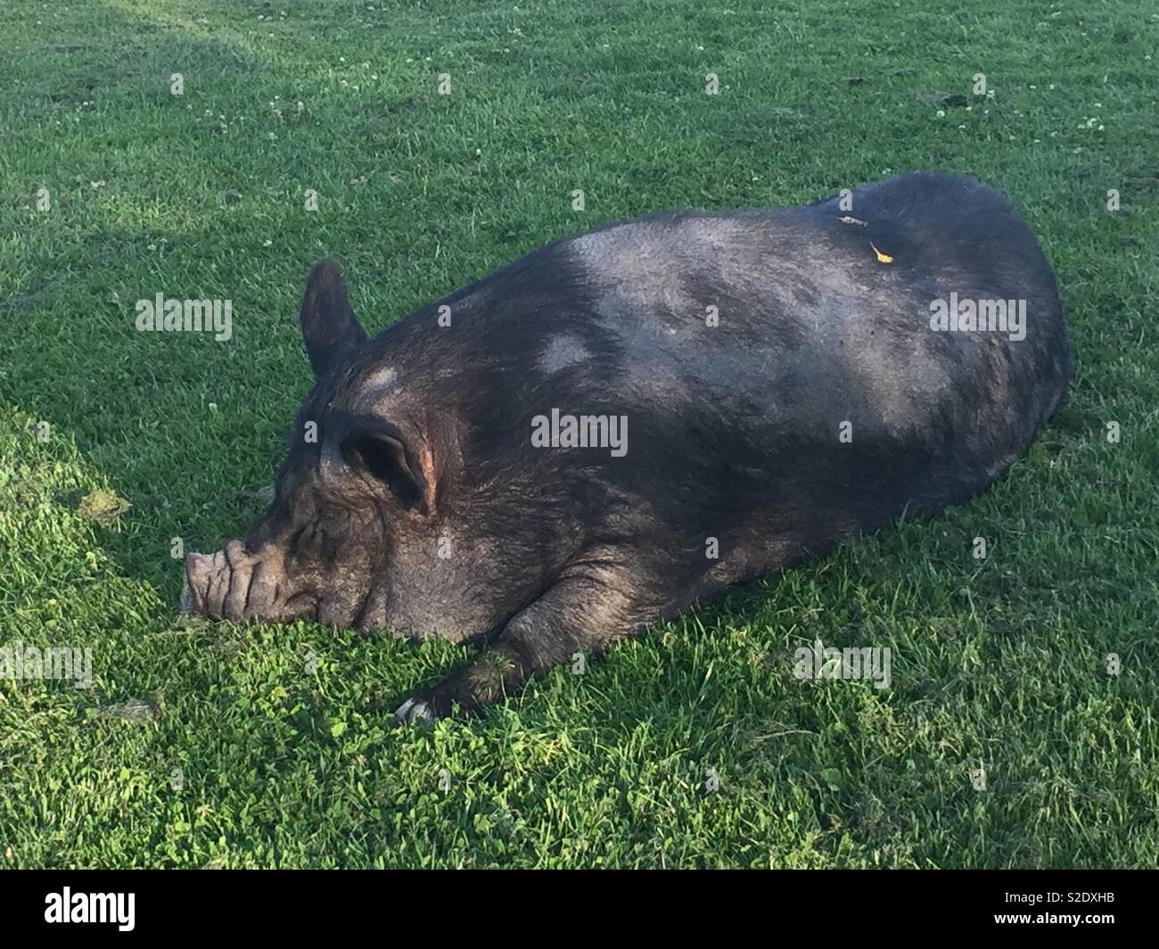 Pot bellied pig Stock Photo - Alamy