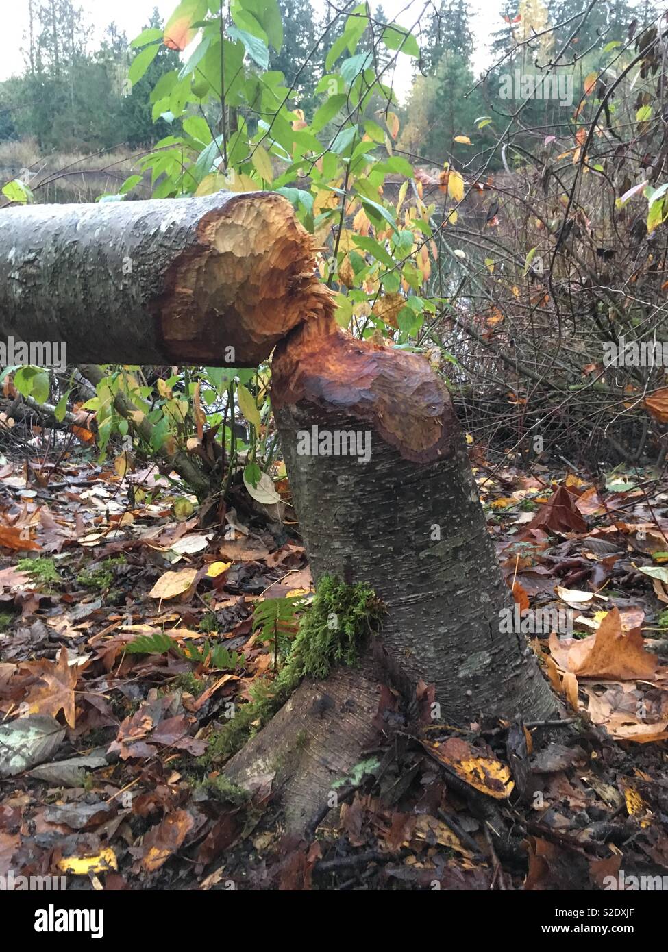 Beaver tree hi-res stock photography and images - Alamy