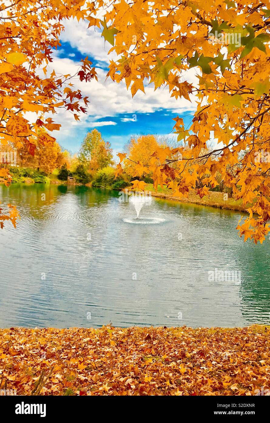 Gold pond hi-res stock photography and images - Alamy