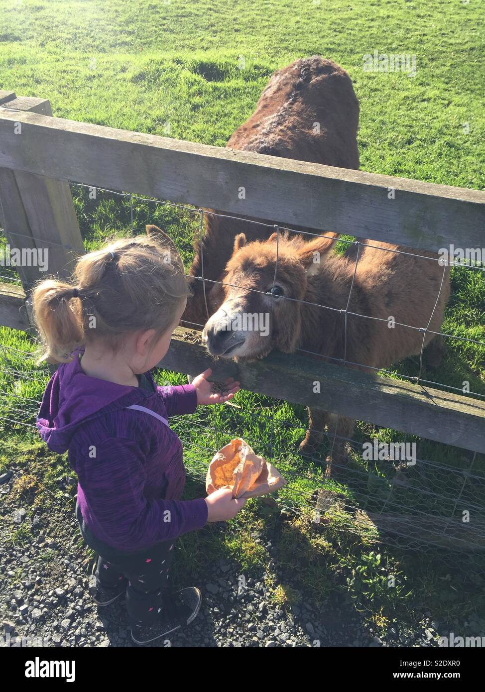 Girl feeding donkey Stock Photo - Alamy
