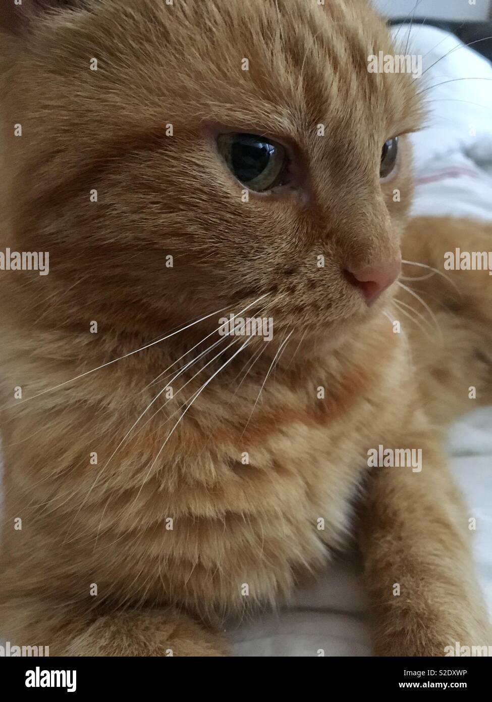 Ginger animal hi-res stock photography and images - Alamy
