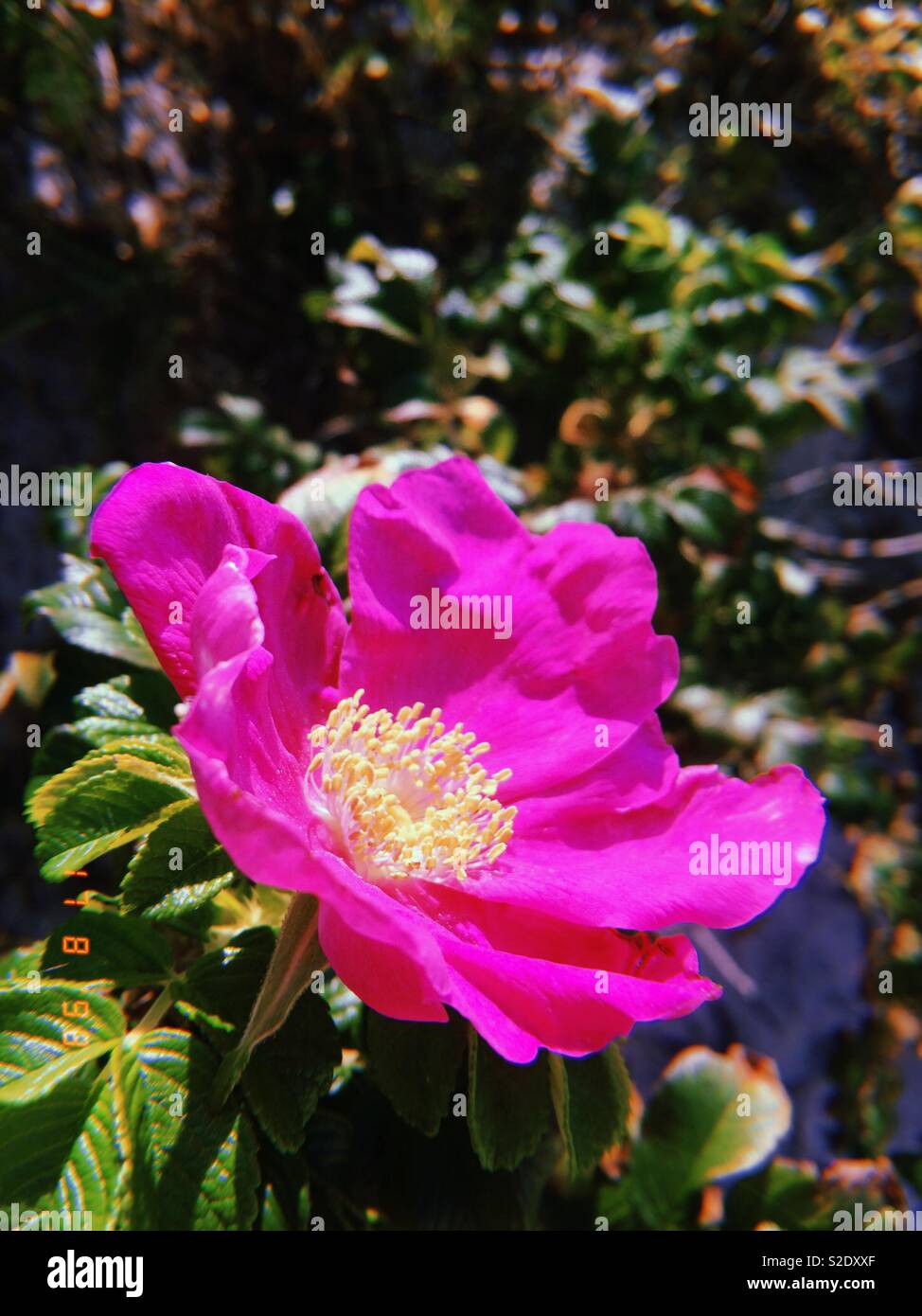 Hip plants hi-res stock photography and images - Alamy