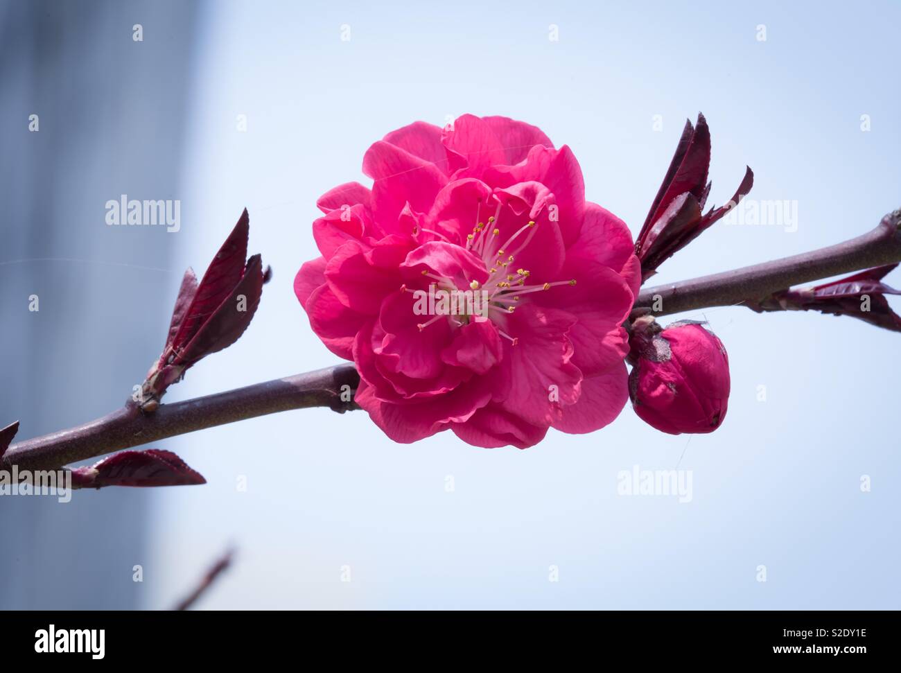 Sign of spring Stock Photo - Alamy