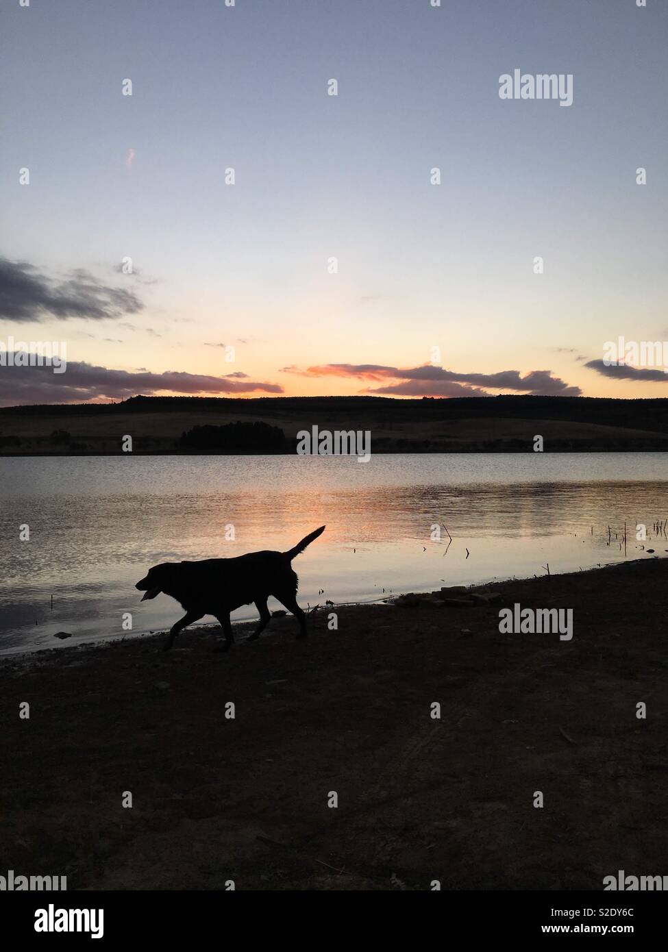 Dog Dam High Resolution Stock Photography and Images - Alamy