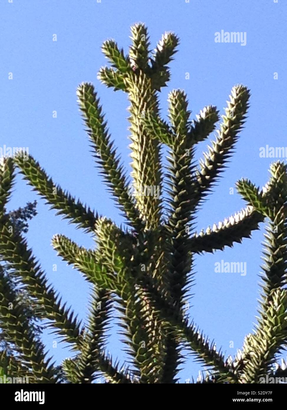 Monkey tall tree hi-res stock photography and images - Alamy