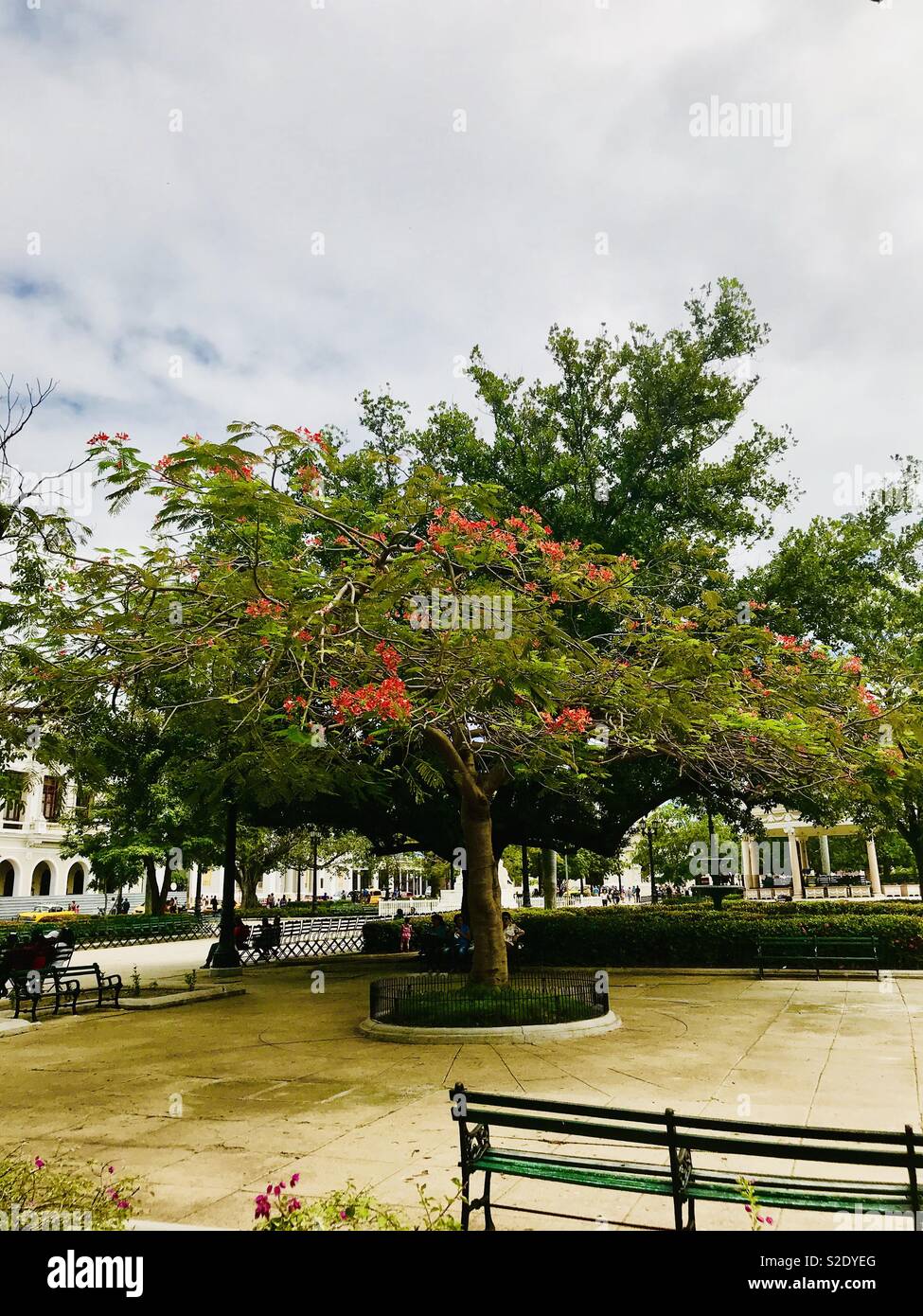 Caribbean trumpet tree hi-res stock photography and images - Alamy