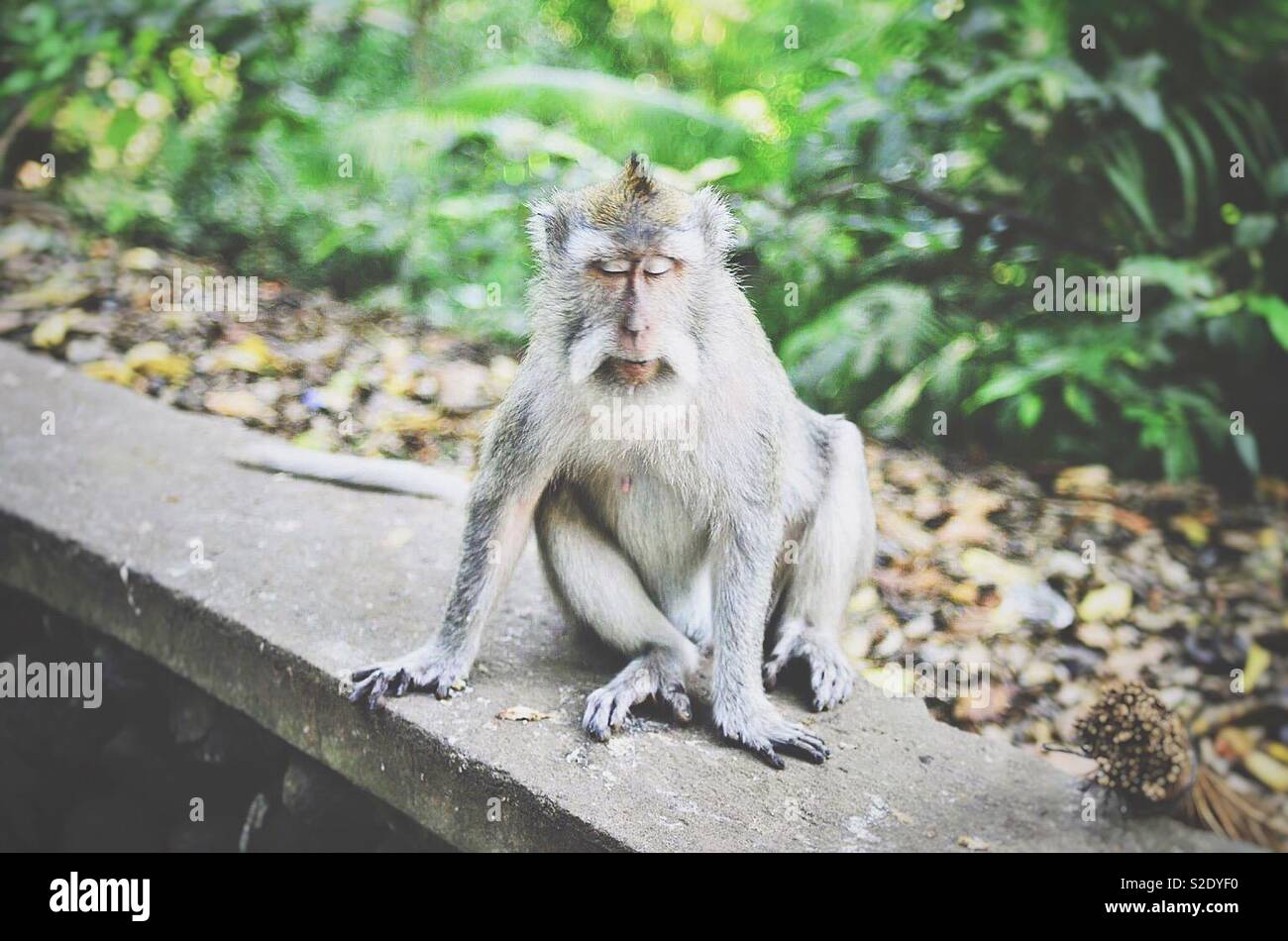 Happy monkey hi-res stock photography and images - Alamy