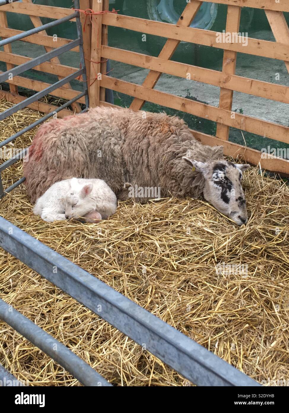 Mummy and baby sheep Stock Photo - Alamy
