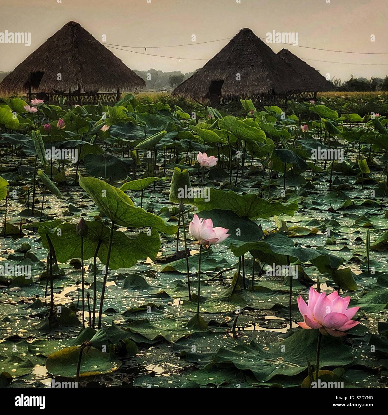 Lotus farm in Cambodia Stock Photo - Alamy