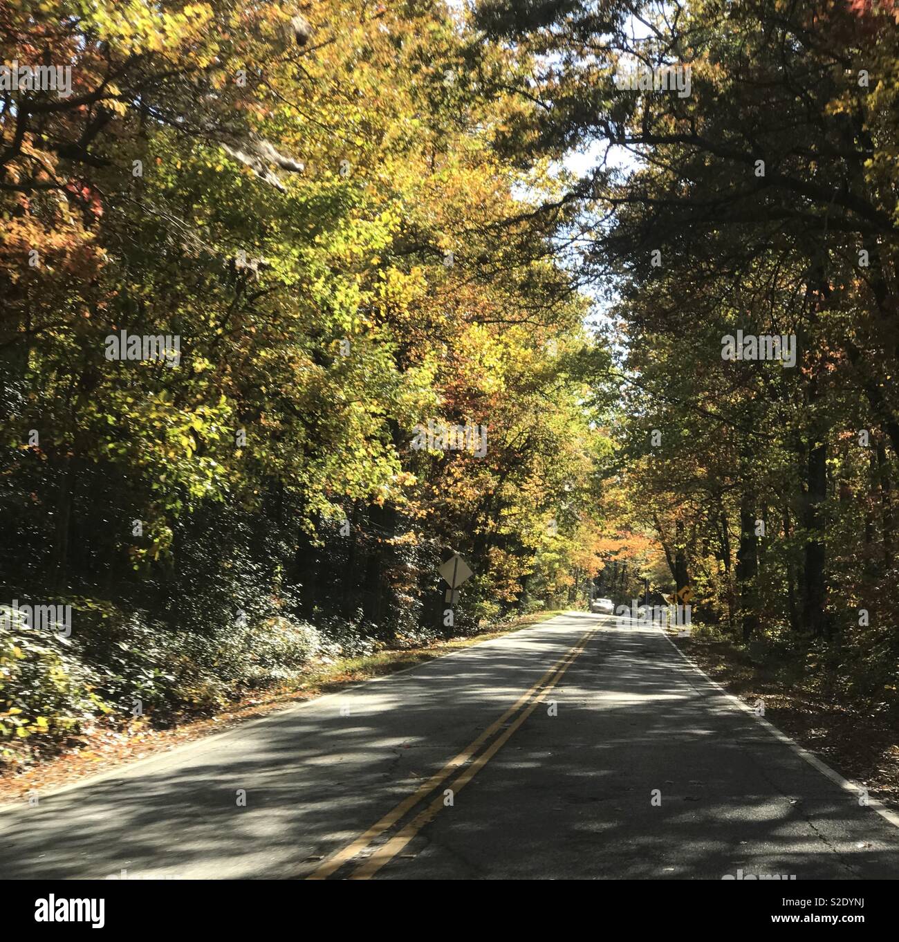Autumn tree-lined road Stock Photo - Alamy