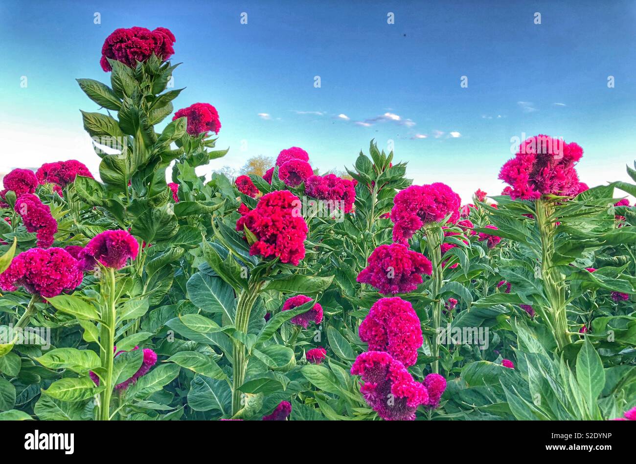 Moco de guajolote hi-res stock photography and images - Alamy