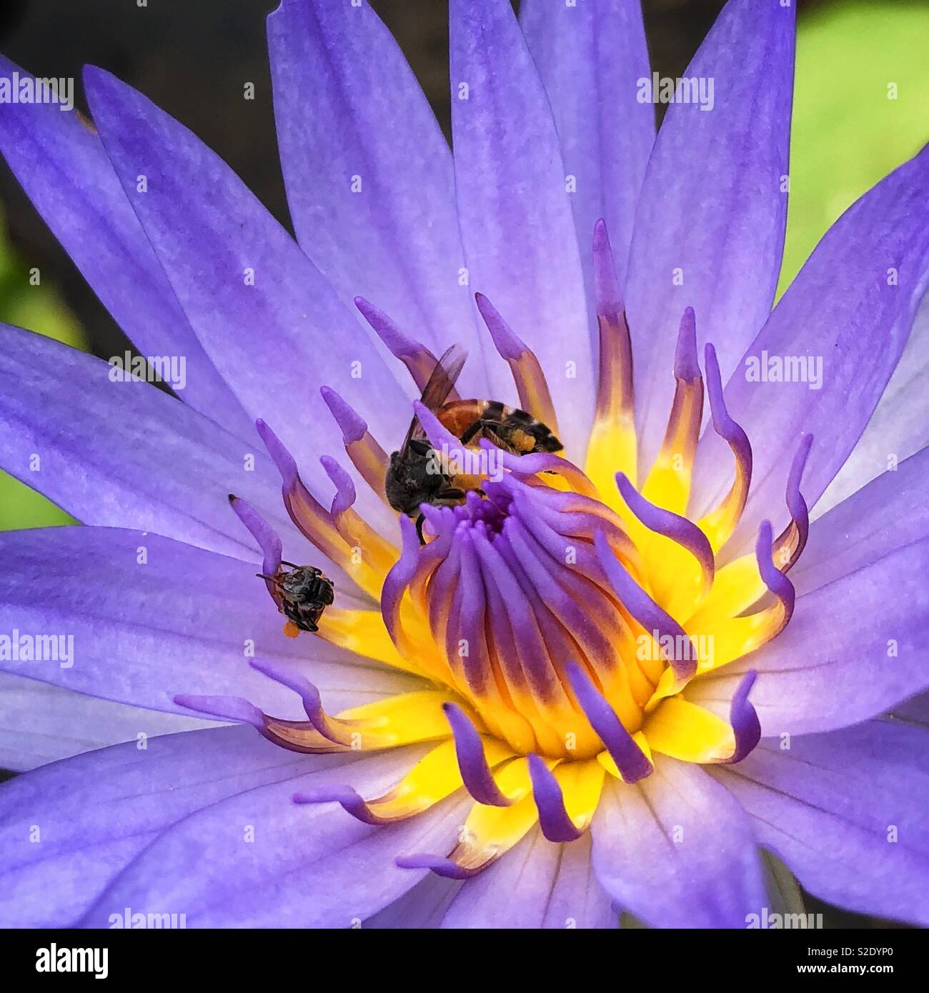 Bees in a lotus flower Stock Photo - Alamy