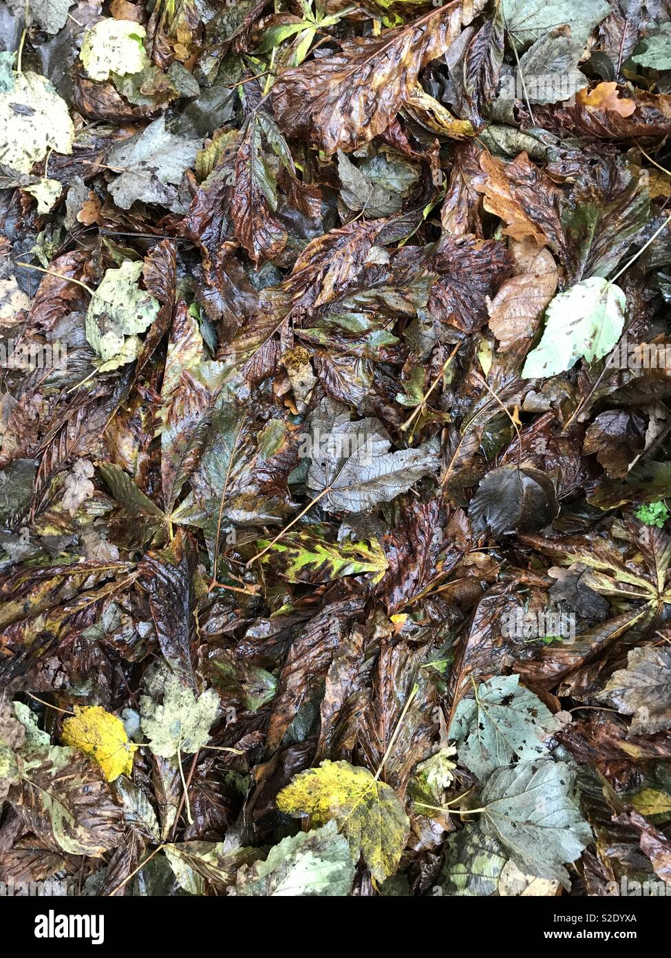 Woodland leaf fall Stock Photo - Alamy