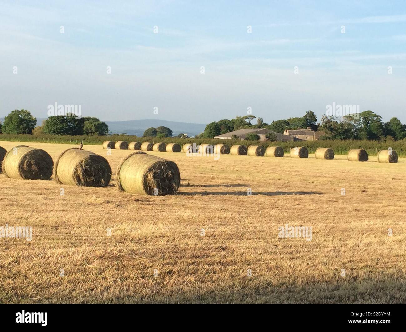 Harvest hay bails hi-res stock photography and images - Alamy