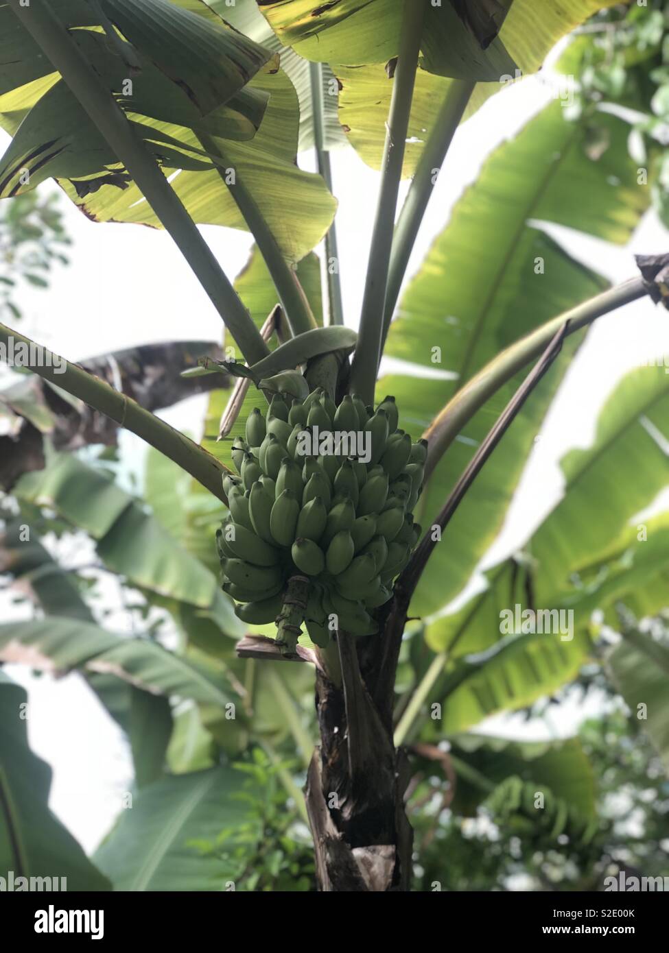 Bananas tree hi-res stock photography and images - Alamy