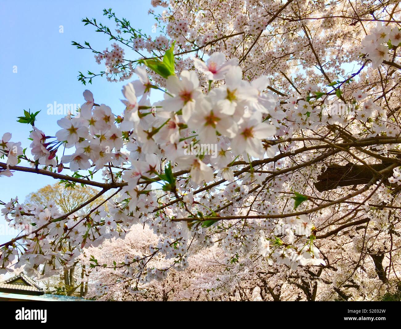 Japan sakura hi-res stock photography and images - Alamy