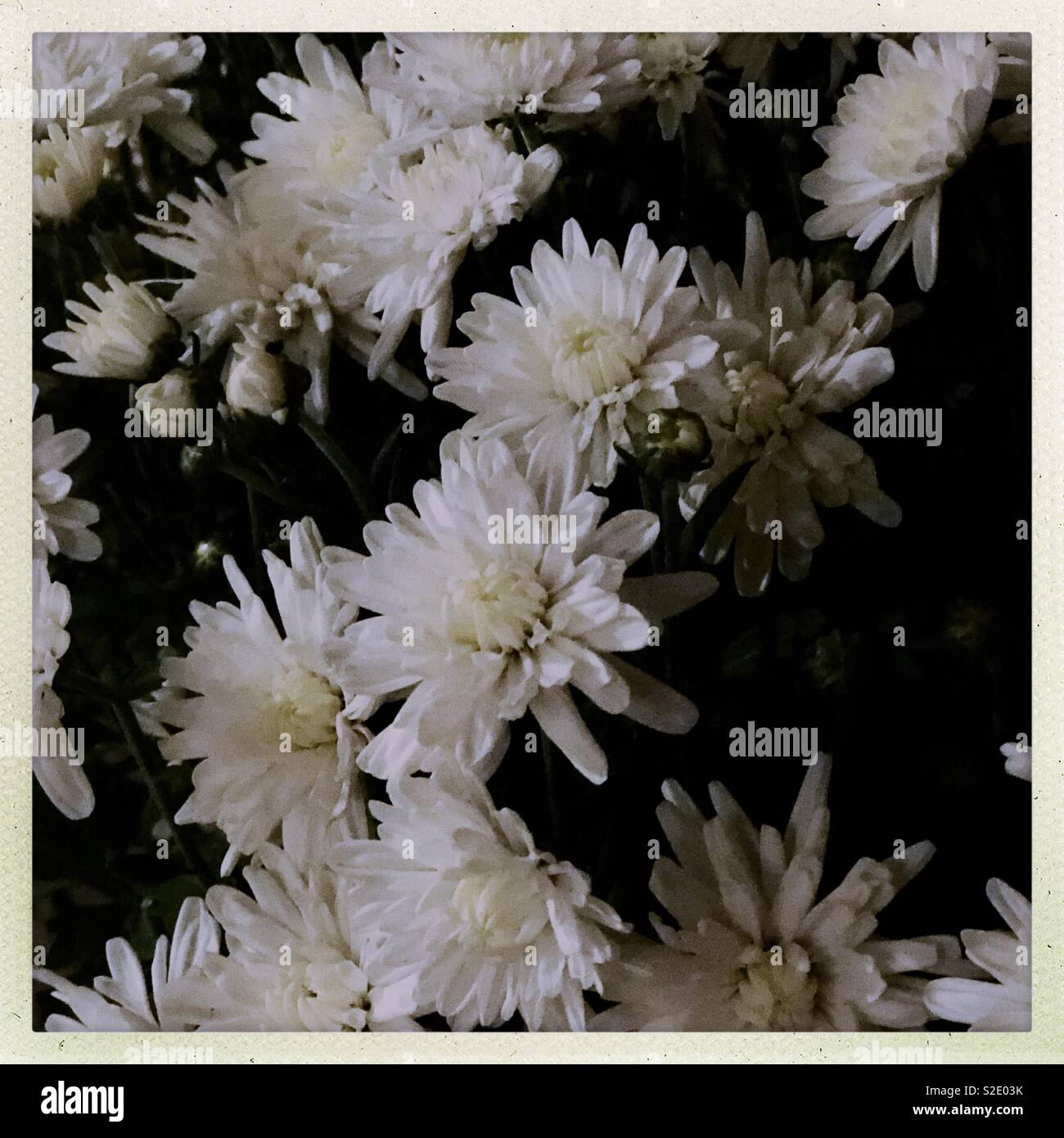 White mums hi-res stock photography and images - Alamy