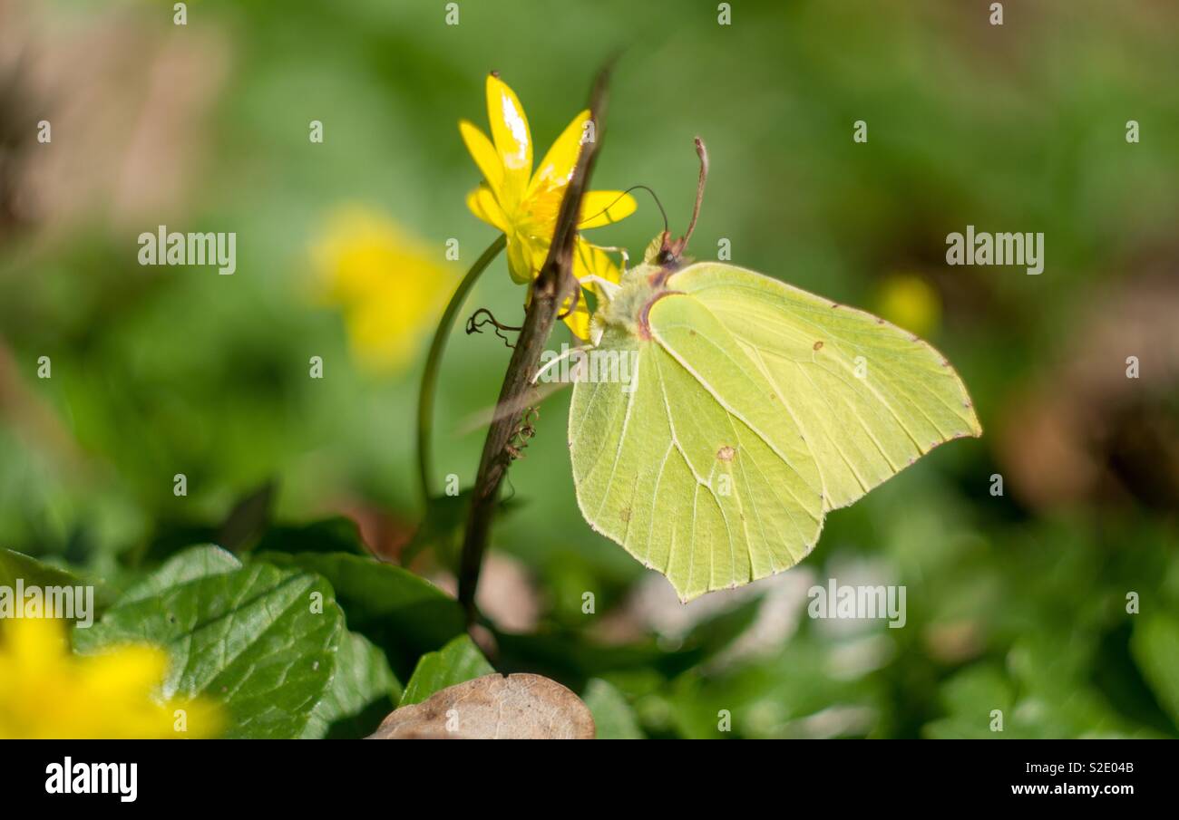 Yellow butterfly brimstone hi-res stock photography and images - Alamy