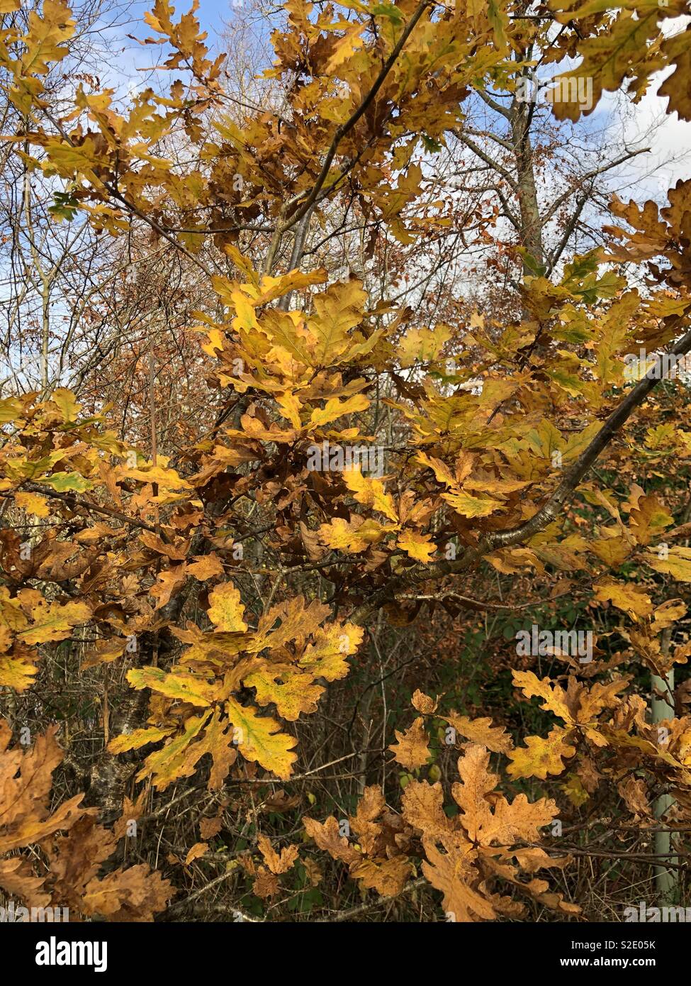 Young oak tree hi-res stock photography and images - Alamy