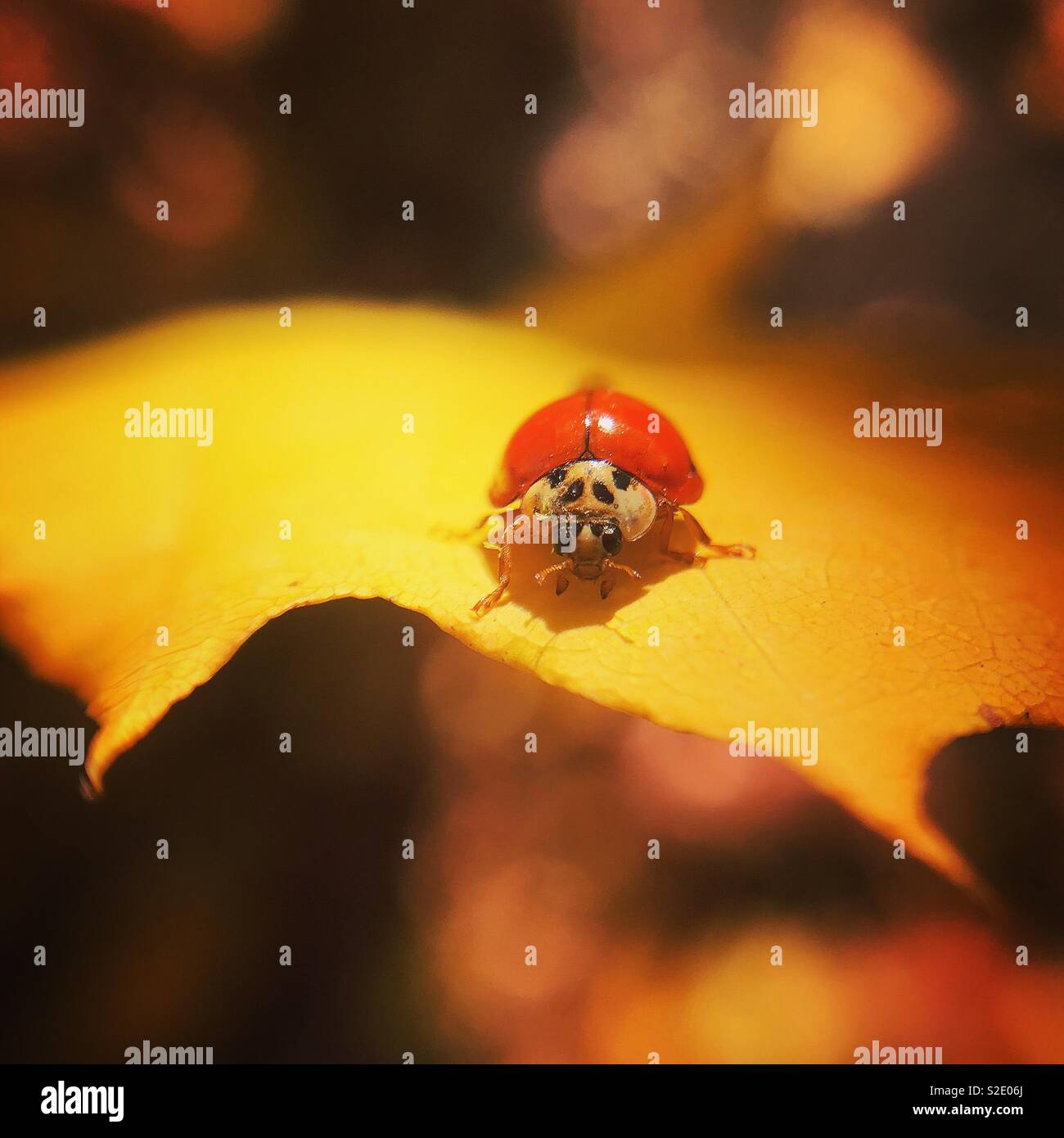Asian lady beetle hi-res stock photography and images - Alamy