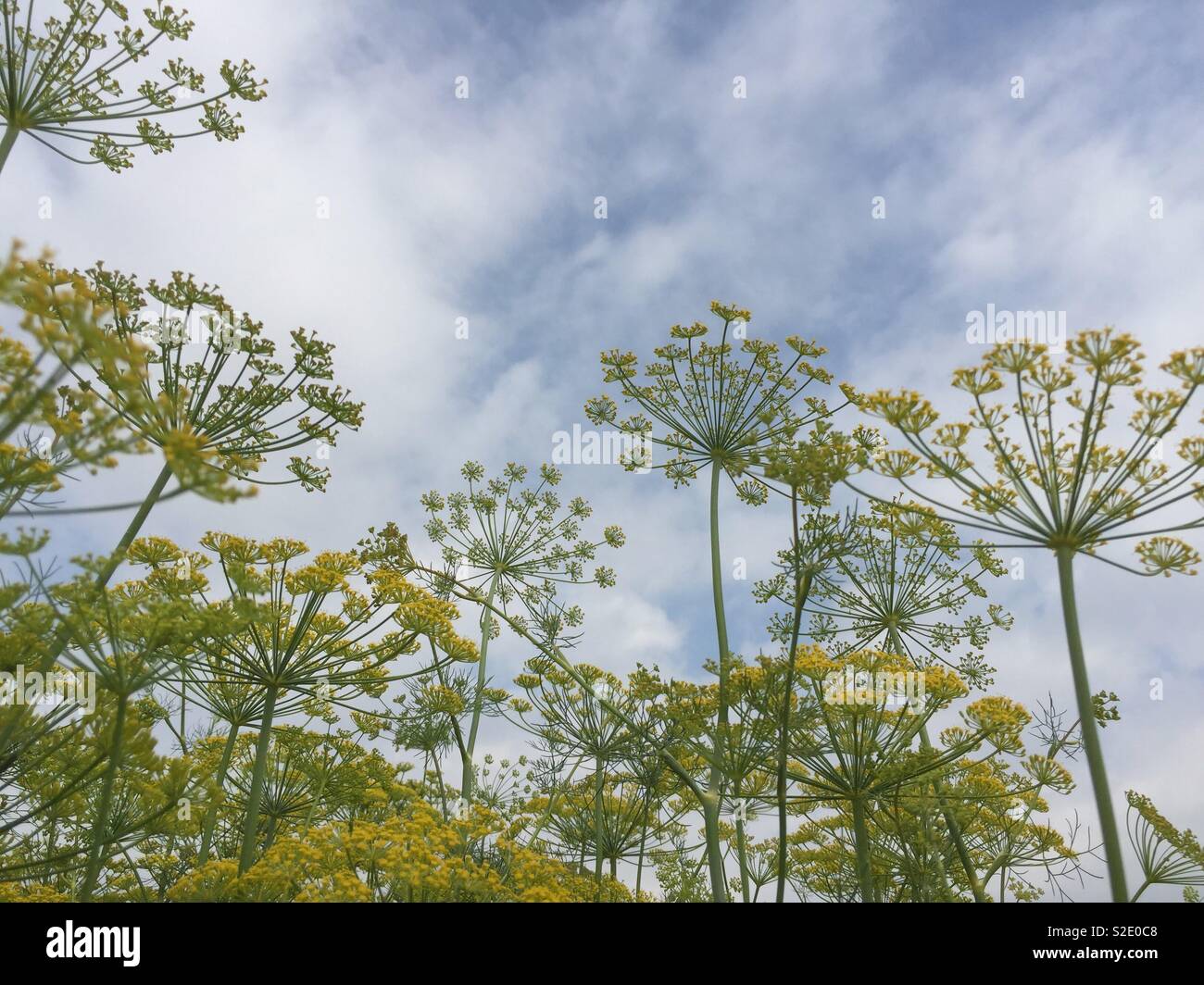 Dill flowers hi-res stock photography and images - Alamy
