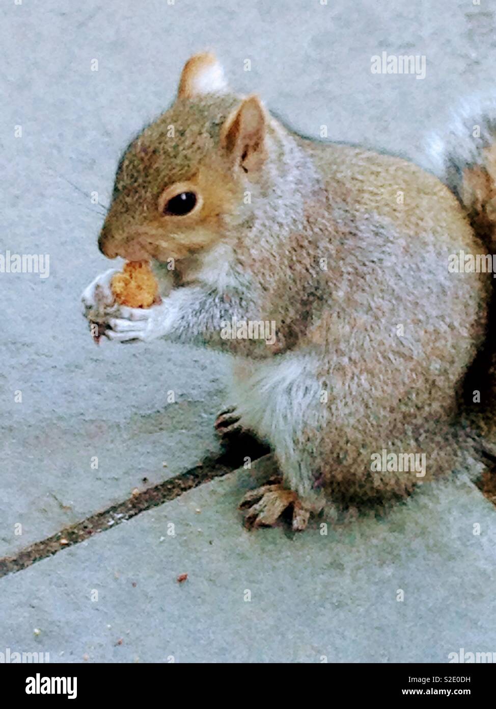 Squirrel eating biscuit Stock Photo - Alamy