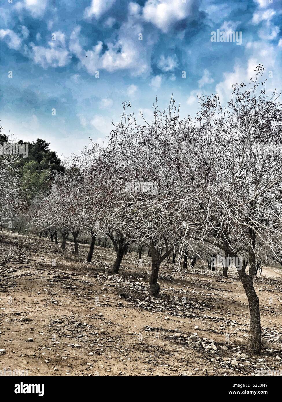 White trees hi-res stock photography and images - Alamy