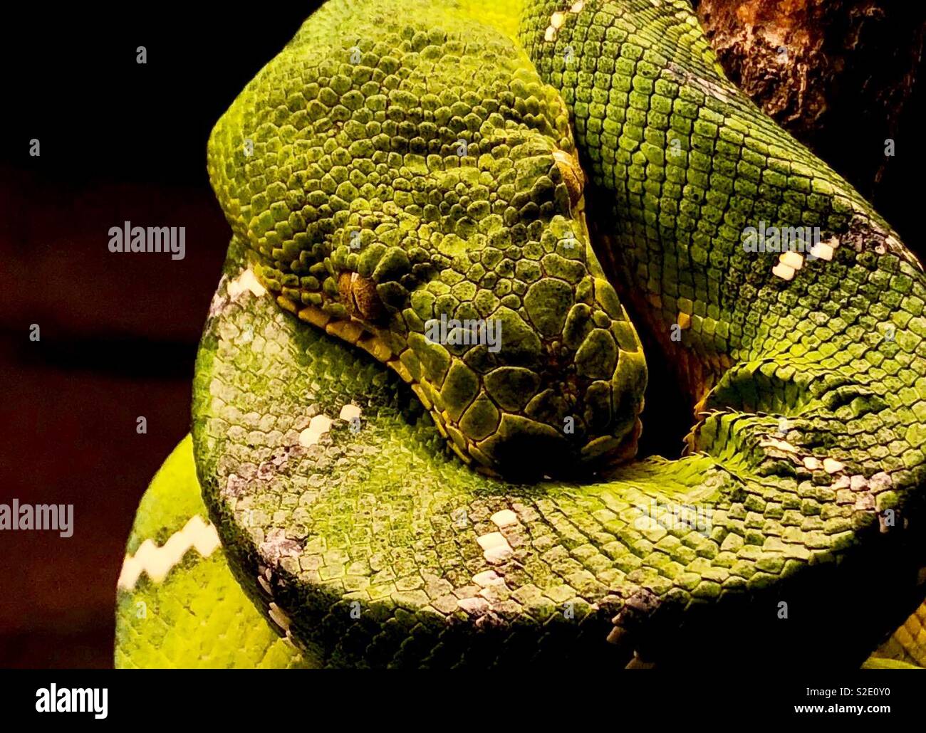Snake sleeping hi-res stock photography and images - Alamy